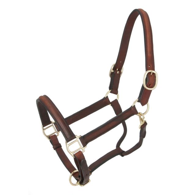 Royal King Raised Leather Halter – Lazy B Western Wear & Tack